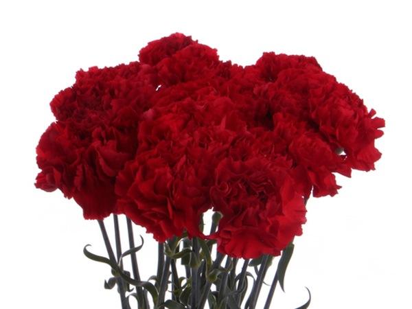 Kukkakauppa Lutukka - Leikkokukat - Neilikka